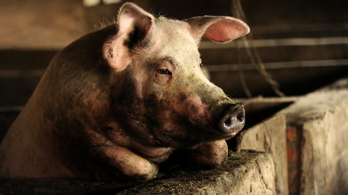 BBC Radio 4 - Legion of Swine