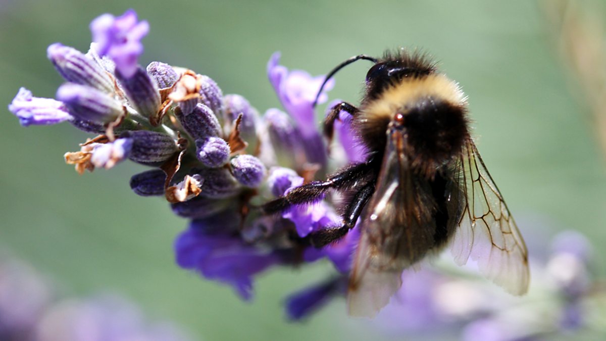 BBC Radio 4 - Nature, Series 4, Wildlife Gardening