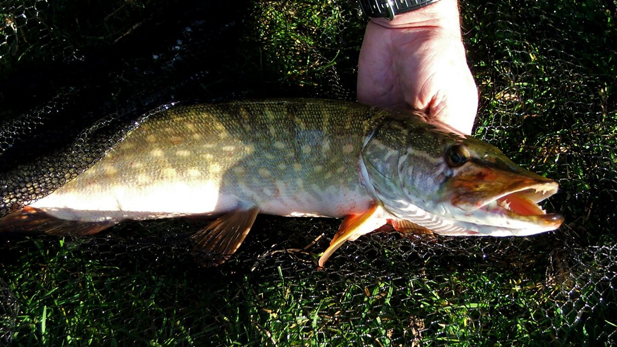 BBC Radio 4 - Living World, Pike