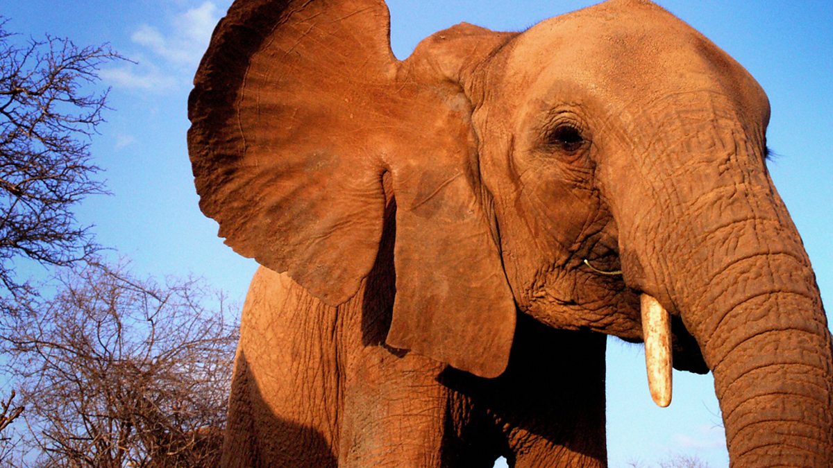 BBC Radio 4 Extra - Inside the Elephant Mind