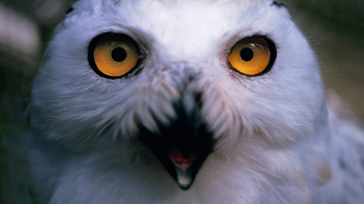 BBC Radio 4 - Ten Rare Men