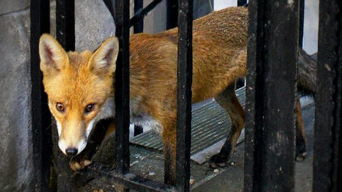 BBC One - The Fox Attack Twins