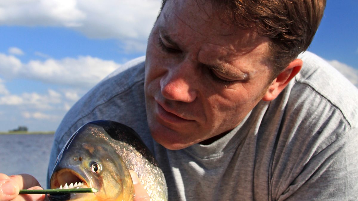 Deadly 60 - Series 2: 1. Baja California, Mexico - BBC iPlayer