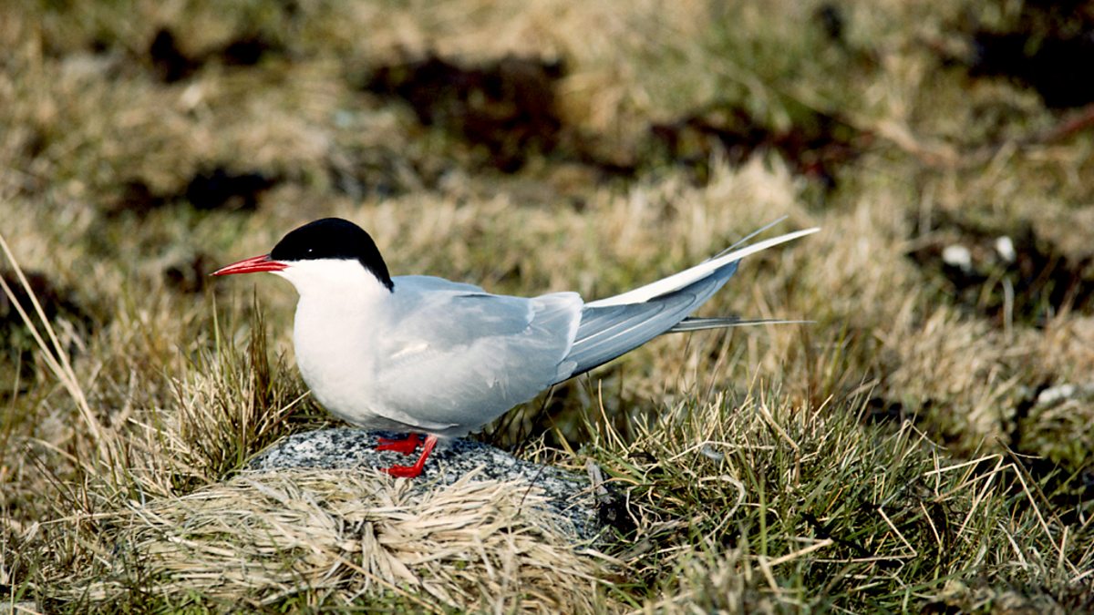 BBC Radio 4 - Open Country, Fair Isle Birds