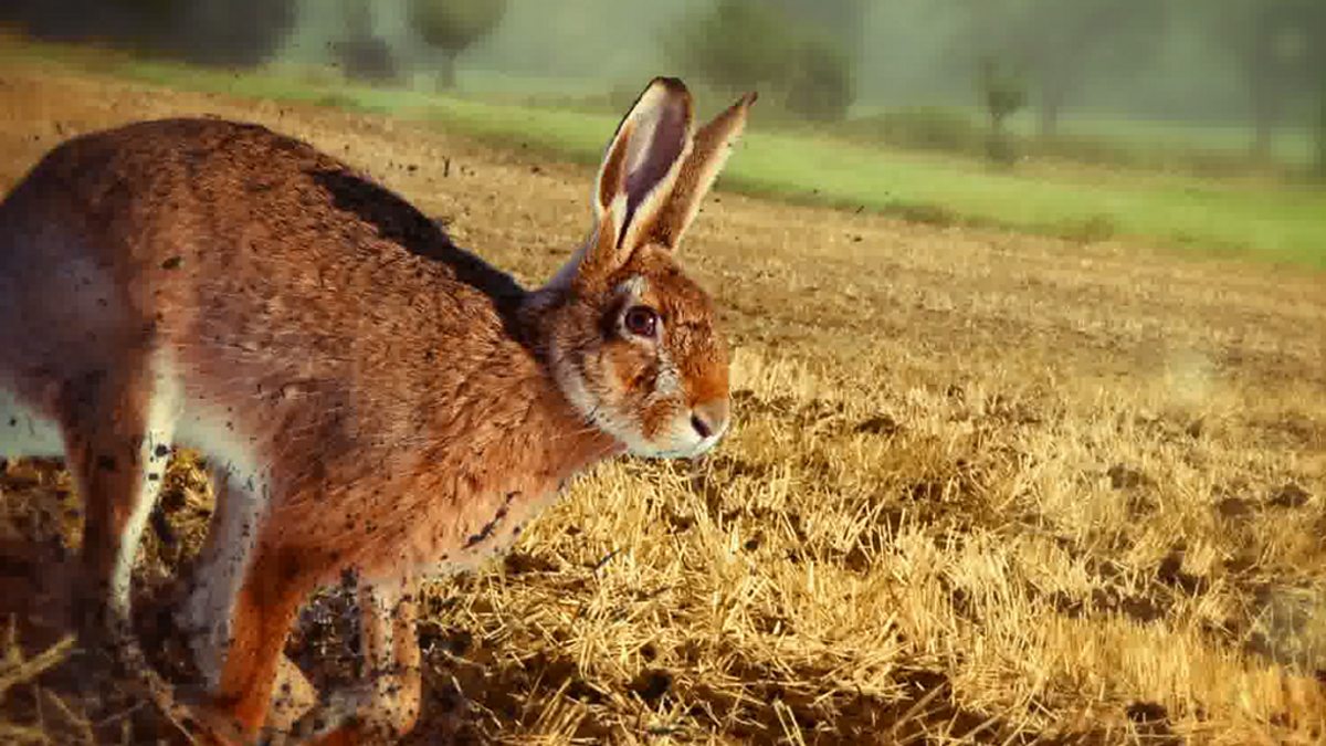 BBC One - Britain's Big Wildlife Revival, Farmland, Saving the brown hare