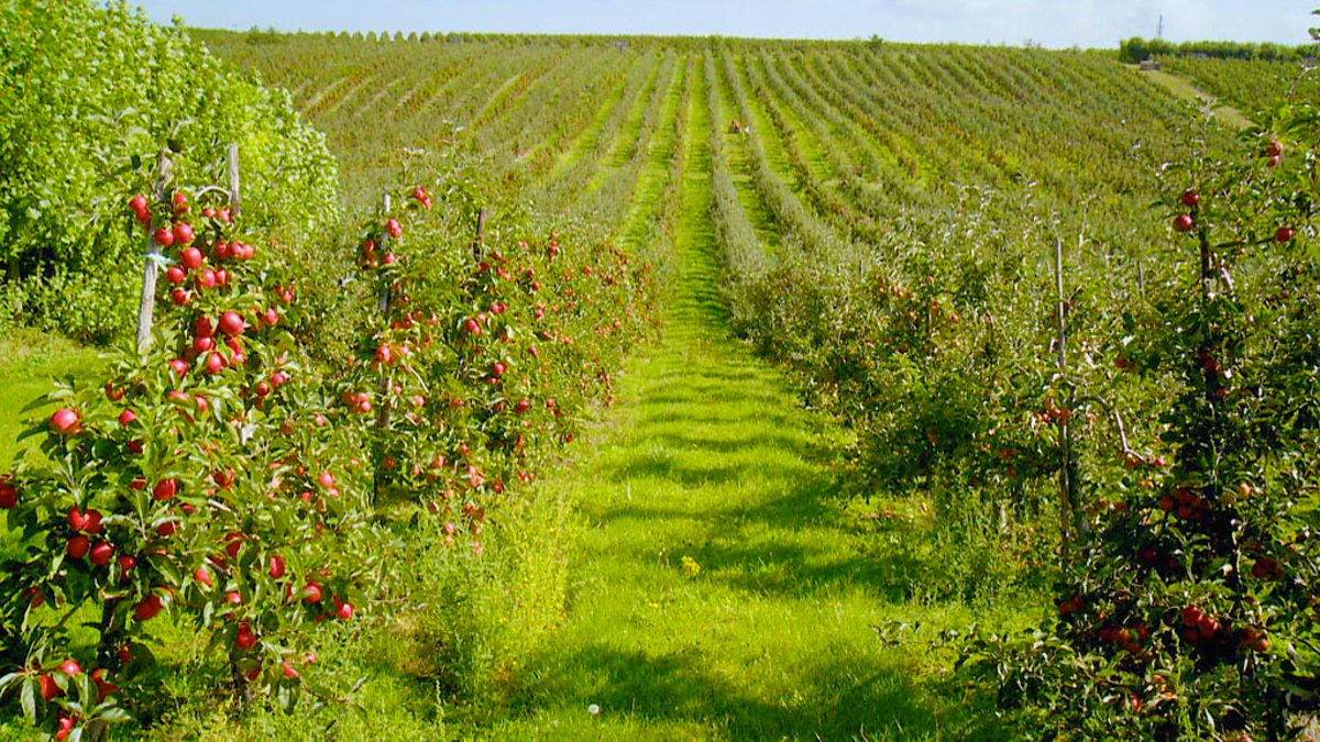 BBC Two - James Martin's Food Map of Britain, Original Series, South ...