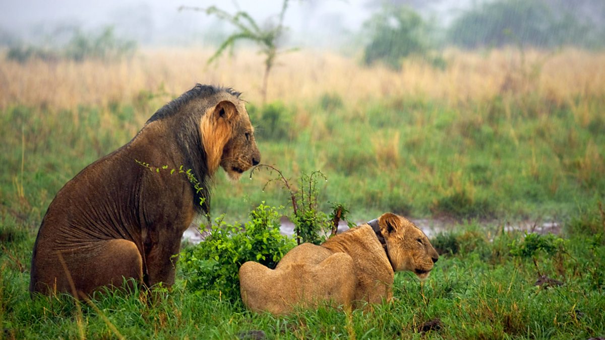 BBC Four - The Born Free Legacy