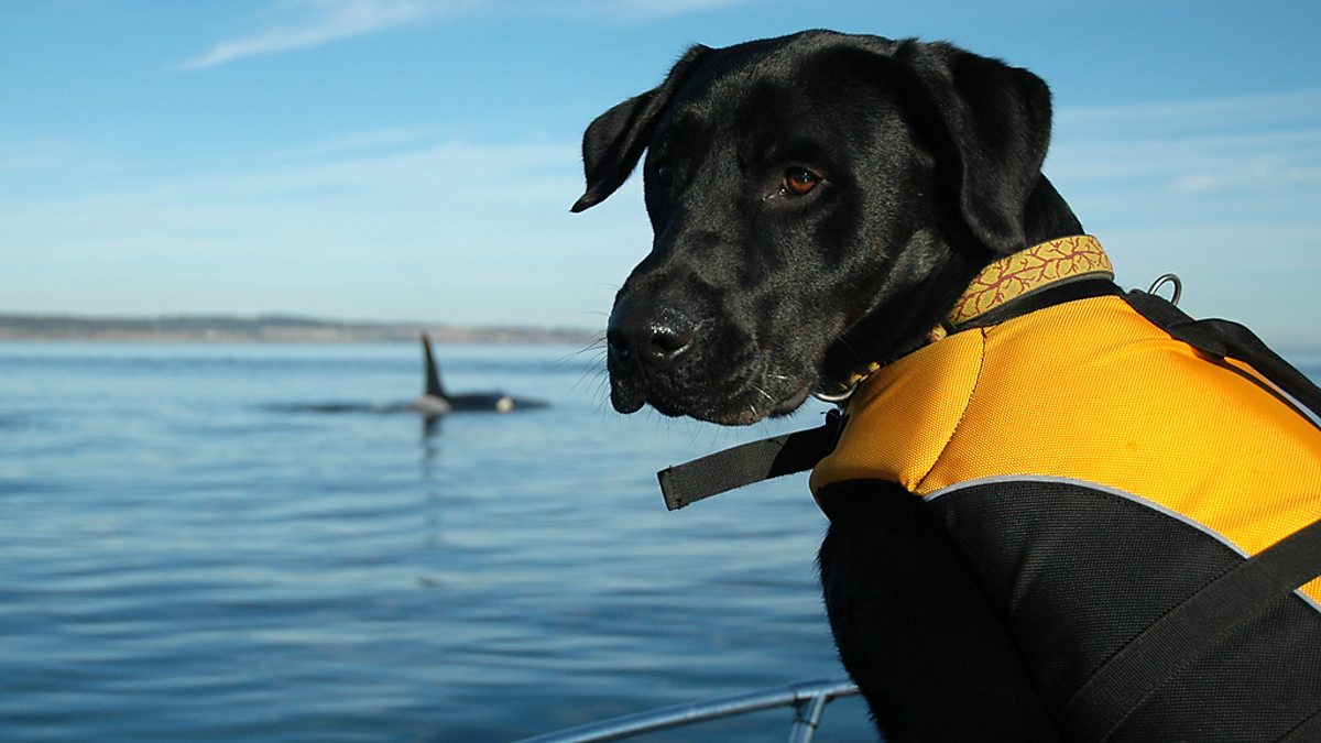 BBC Radio 4 - The Dog and the Whale