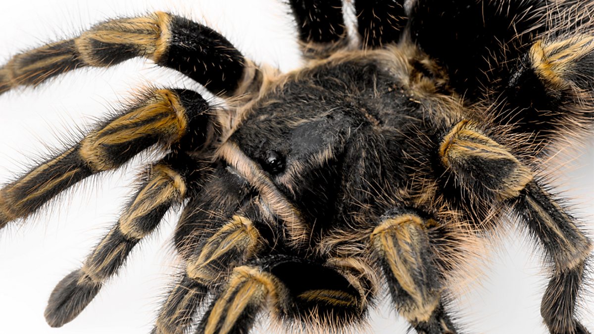 BBC Radio 7 - Bad Nature