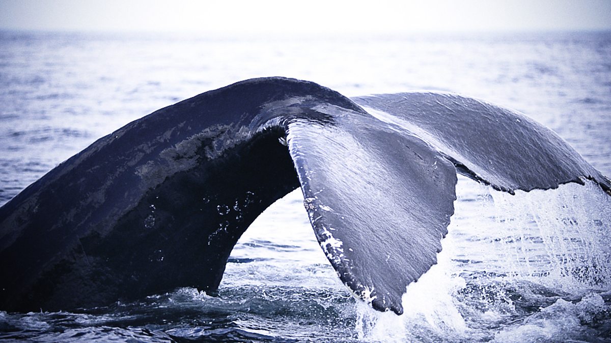 BBC Radio 4 Extra - In Search of the Holy Whale