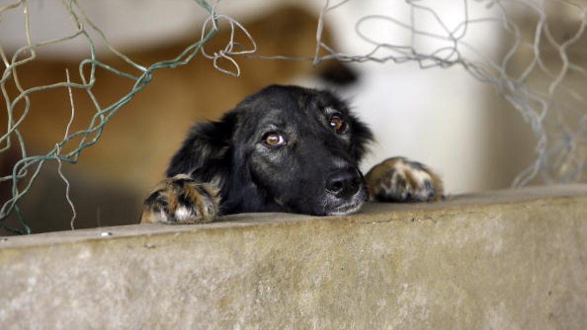 BBC World Service - The Documentary, Animals on Trial