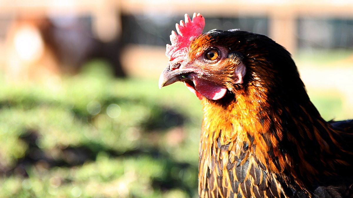 BBC Radio 4 Extra - Attila The Hen