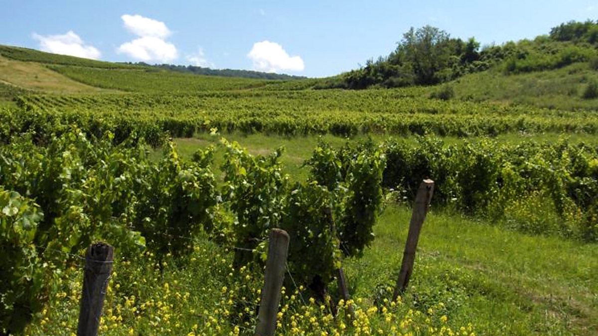 BBC Radio 4 - The Food Programme, Natural Wine