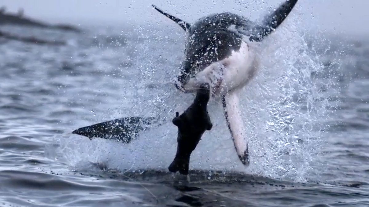 BBC One - Super Giant Animals, A great white shark in full leaping breach