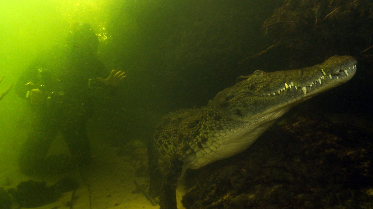 BBC One - Super Giant Animals, Supergiants caught on camera - The world ...