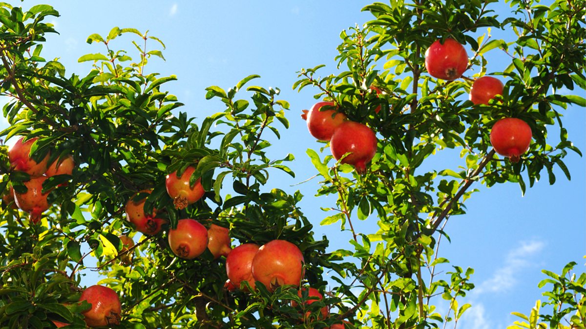 BBC Radio 4 - Gardeners' Question Time, Postbag Edition, Sparsholt College