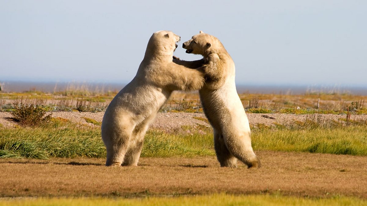 BBC One - Frozen Planet, Autumn
