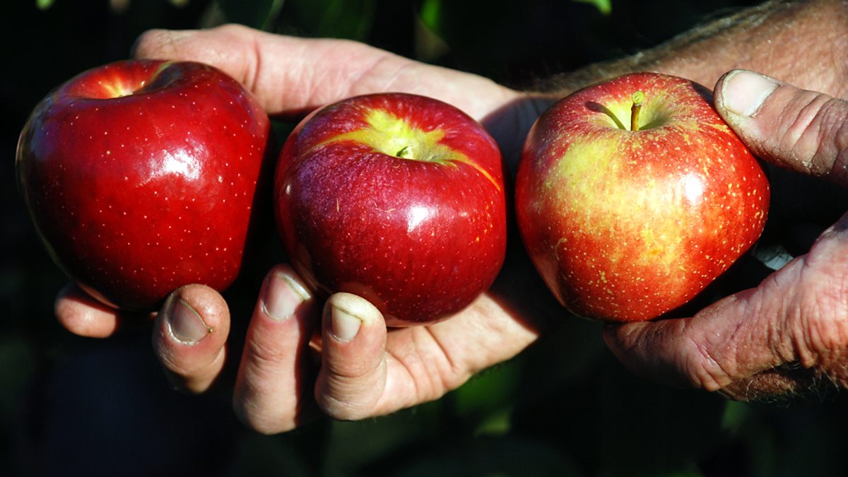 BBC Radio 4 Extra - Picking Round Apples