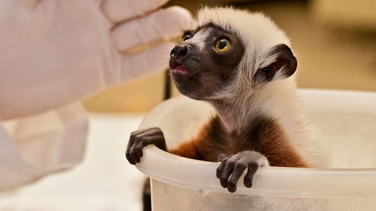 BBC One - Nature's Miracle Babies, Episode 4, Parrot parent