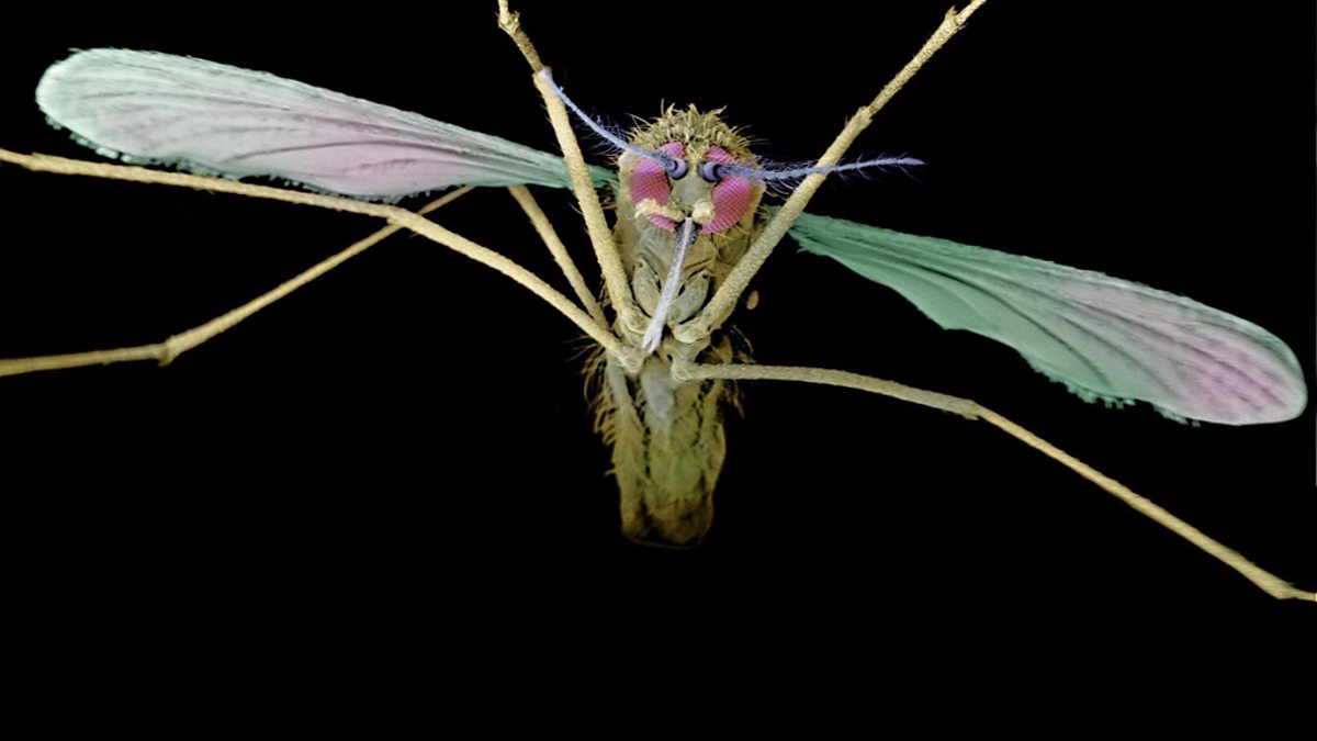 BBC World Service - Science In Action, 10/11/2011