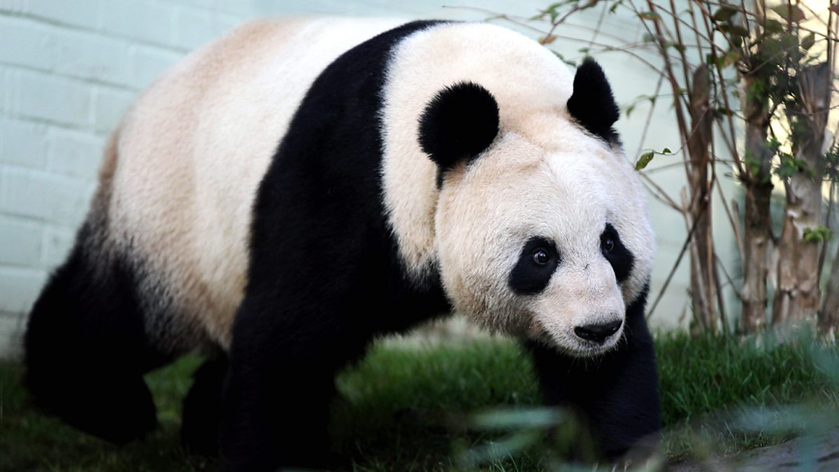 BBC Radio 4 - The Politics of Pandas