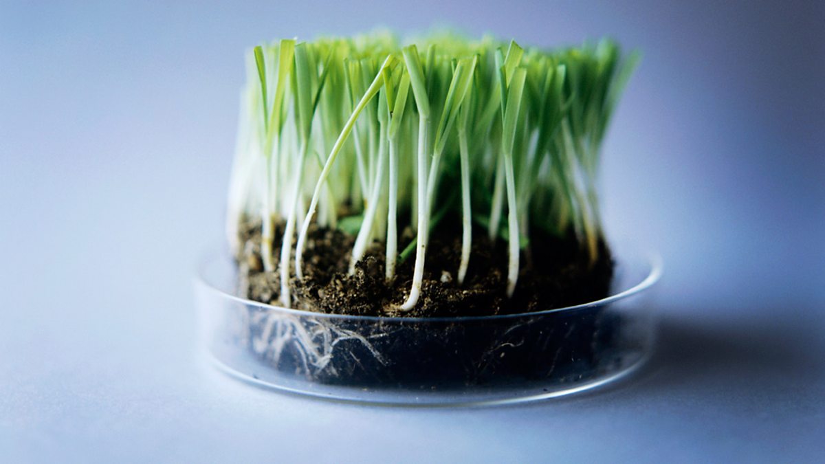 BBC Radio 4 - The Food Programme, Generation Food