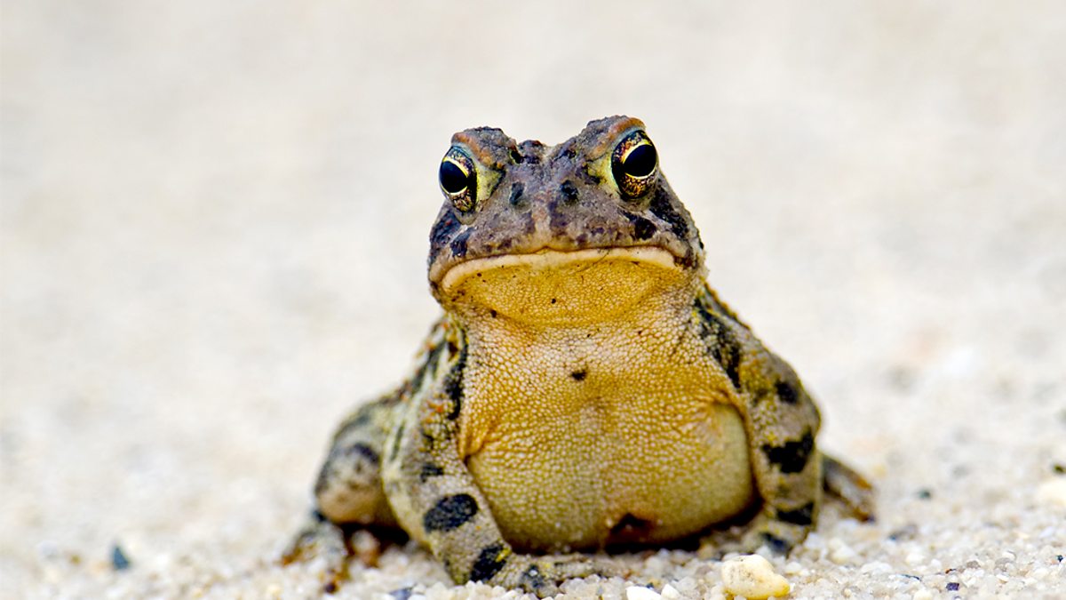 BBC Radio 4 Extra - Nick Warburton - The Toad Squad