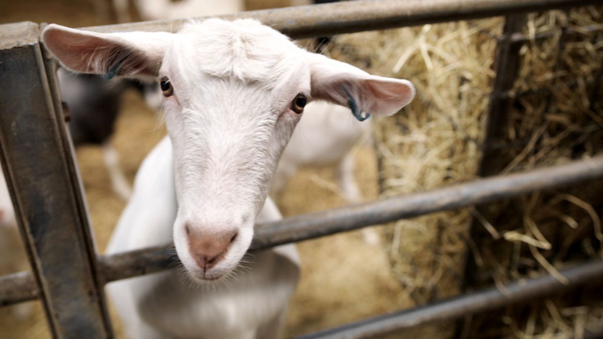 BBC Radio 4 - The Food Programme, Goat Meat and Kid