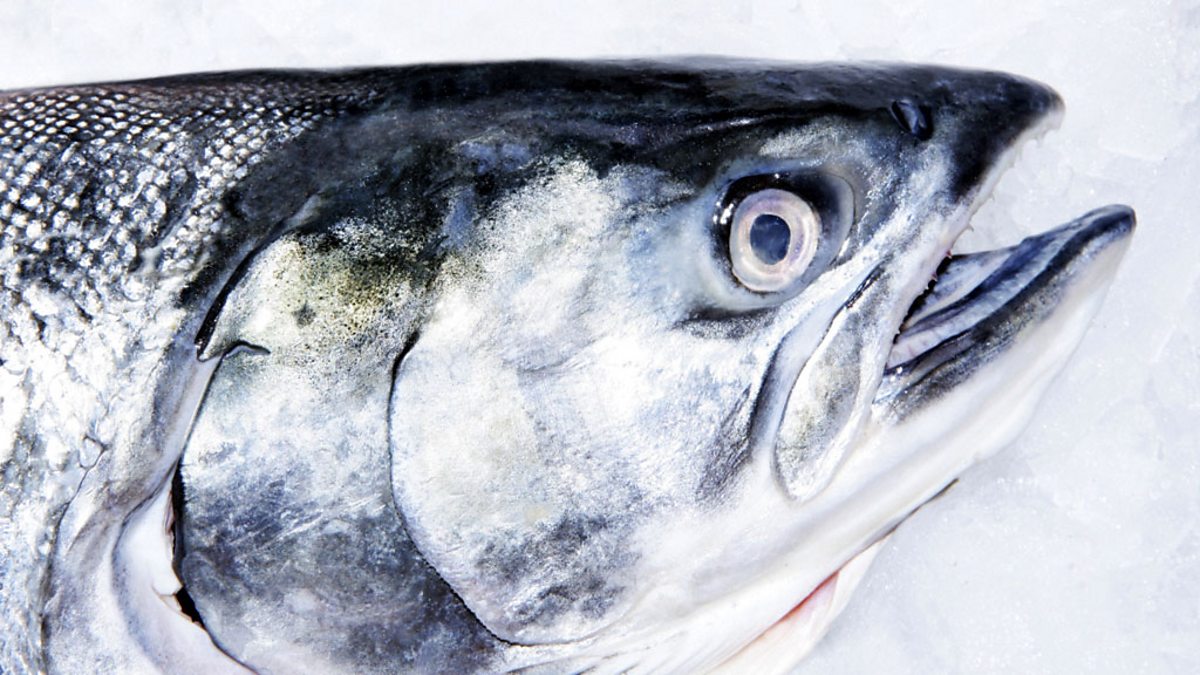 BBC Radio 4 - The Food Programme, Sustainable Fishing Policy