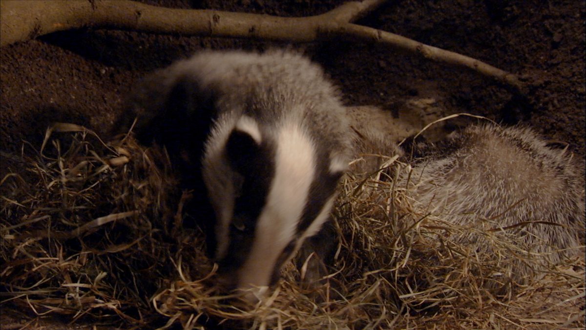 BBC Two - The Burrowers - Learning Zone, How do badgers keep clean?