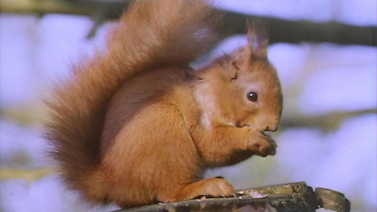 BBC Scotland - Scotland’s Wildlife, Series 1, Supporting native species