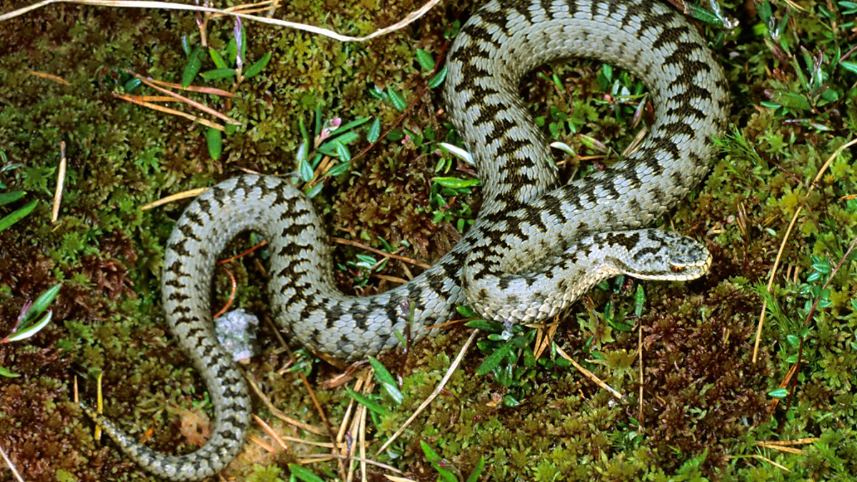 BBC Radio 3 - The Essay, Wild Things II, The Snake