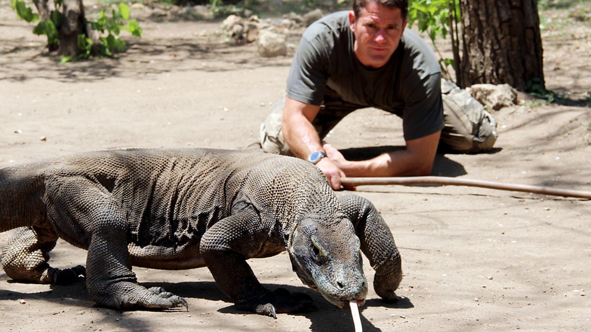 Deadly 60 - Series 3: 1. Indonesia - BBC iPlayer