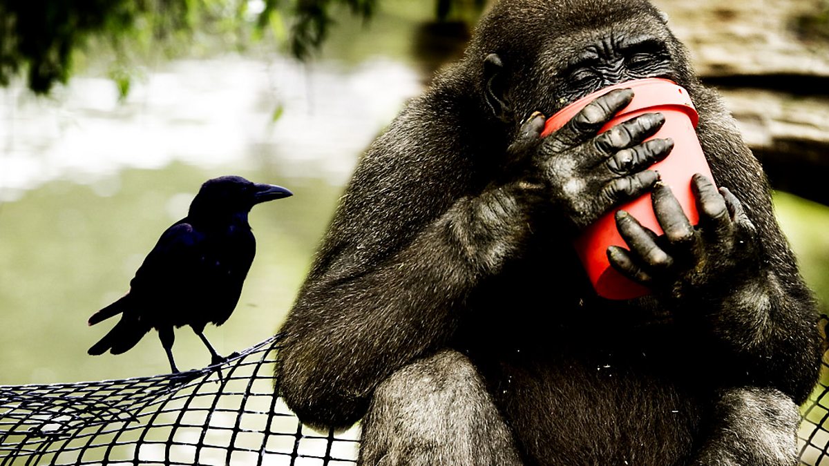 BBC Radio 4 - Feathered Apes