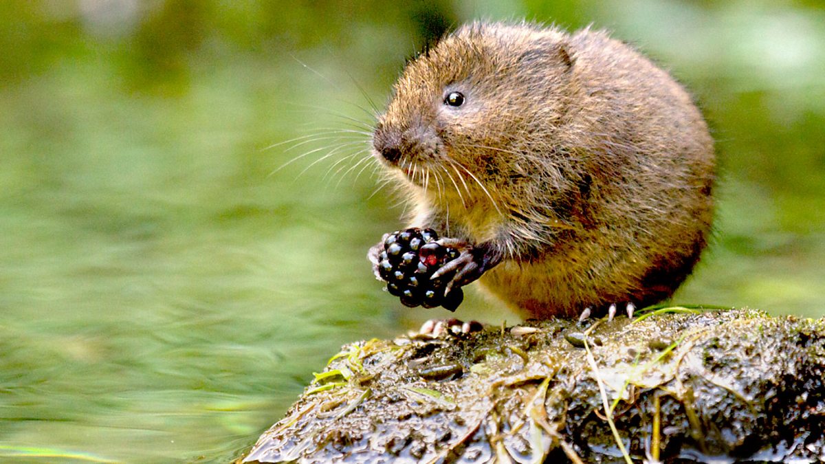 BBC Radio 4 - A Life With ..., Series 6, Water Voles