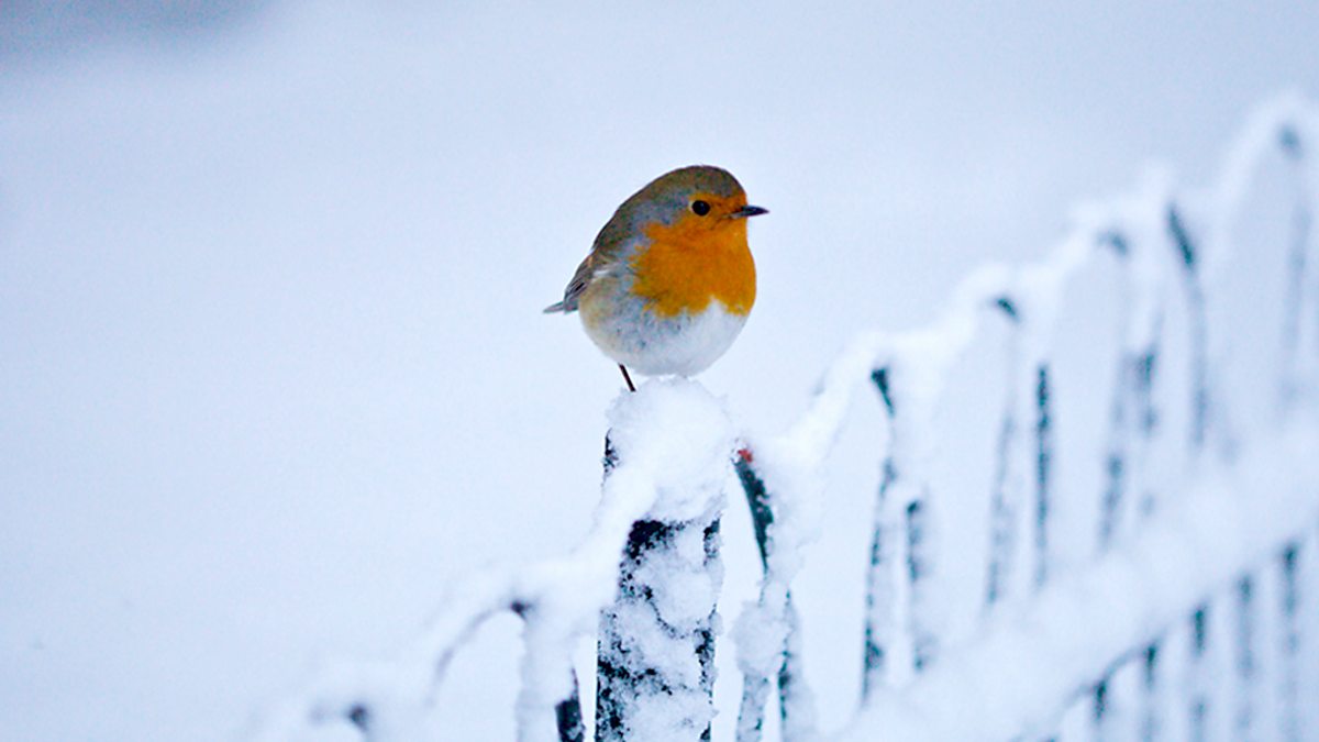 BBC Two - The Zoo in Winter
