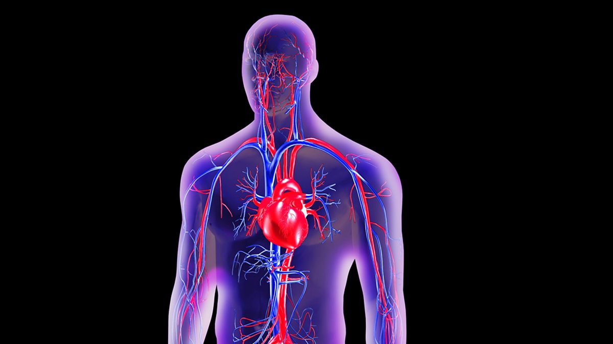 BBC World Service - Discovery, The Human Race: Global Body - Sydney