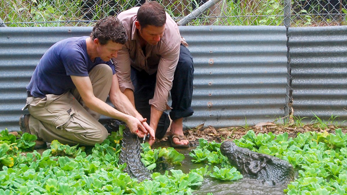 BBC iPlayer - Deadly 60 - Series 3: 10. Australia 2