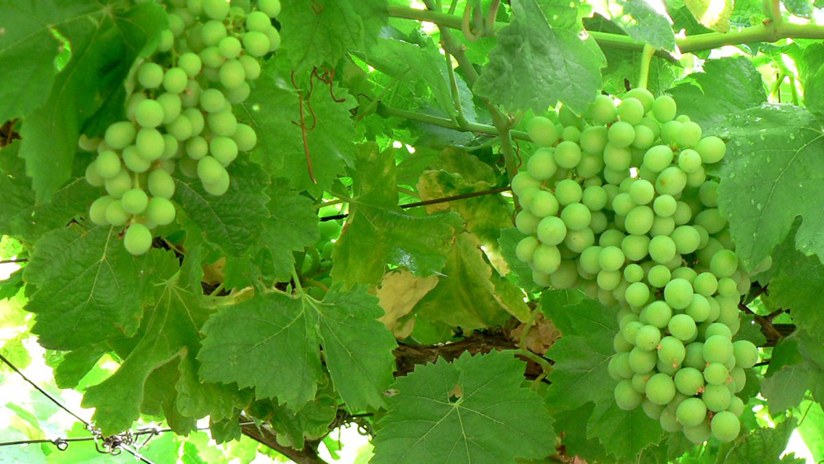 BBC Radio 4 - The Food Programme, Wine Trends