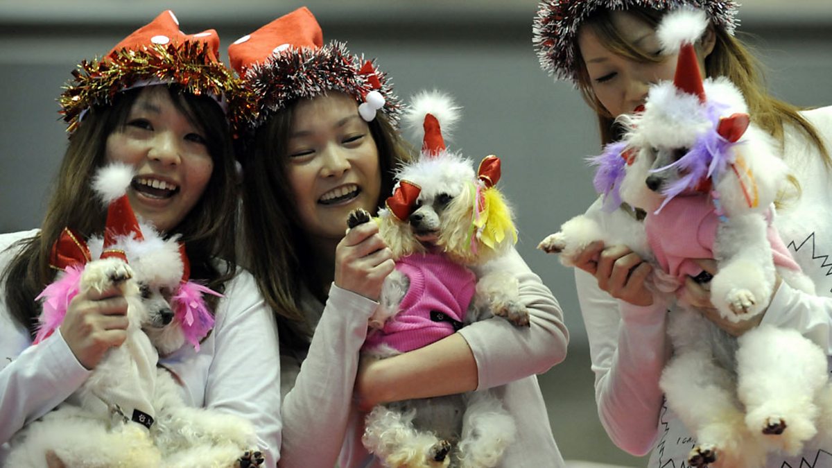 BBC World Service - The Documentary, It's A Dog's Life