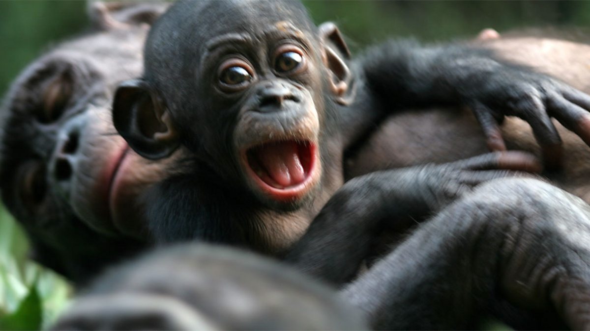 BBC World Service - Science In Action, 14/06/2012