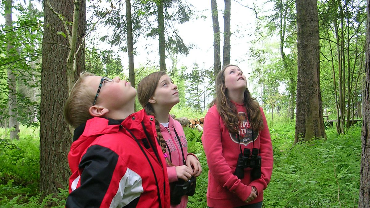 BBC - Two wildlife expeditions - Squirrel hair under the microscope