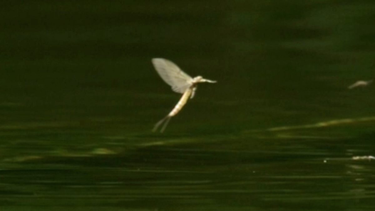 BBC One - The Great British Year, Original Series, Spring, Mayflies on ...