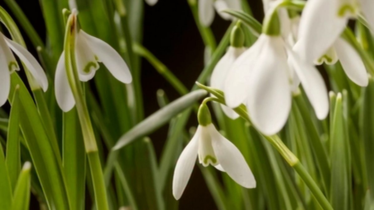 BBC One - The Great British Year, Original Series, Winter, Snowdrops: A ...