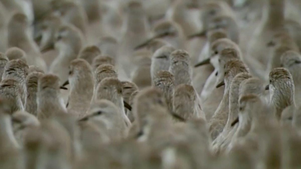 BBC One - The Great British Year, Original Series, Winter, Knot in the ...