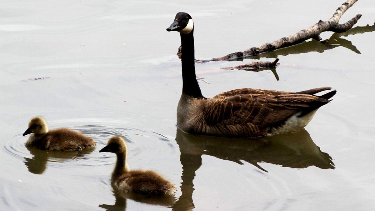 BBC Radio 4 - The Alien Birds Have Landed, The Canada Goose and Ruddy Duck