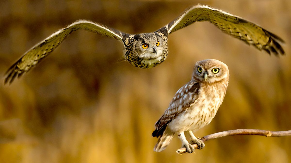 BBC Radio 4 - The Alien Birds Have Landed, The Little Owl and Eagle Owl