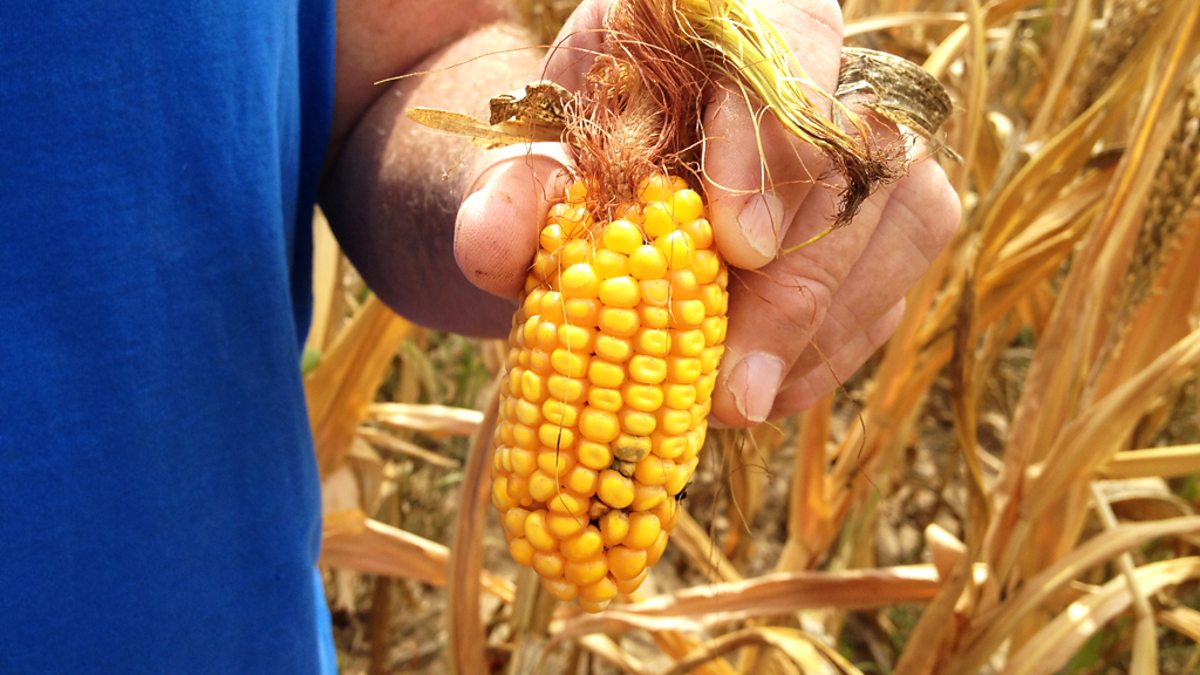 BBC Radio 4 - Costing the Earth, Cruel Harvest