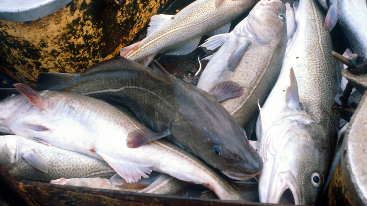 BBC World Service - More or Less, Plenty more fish in the sea?