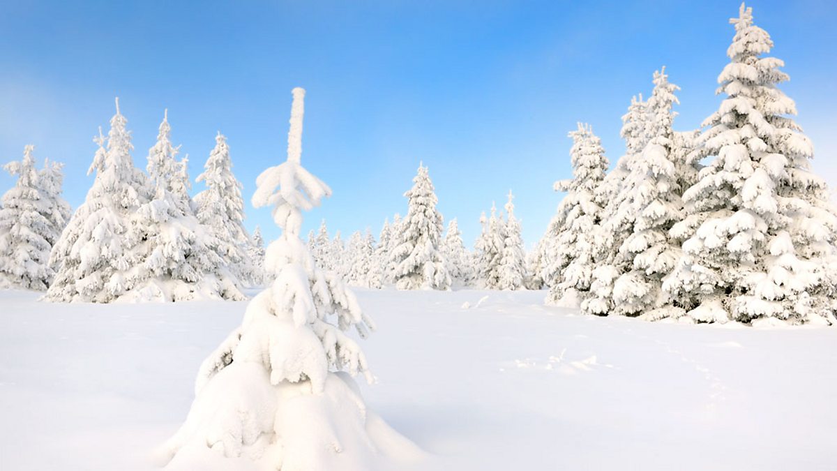 BBC Radio 4 Extra - The Fir Tree by Hans Christian Andersen